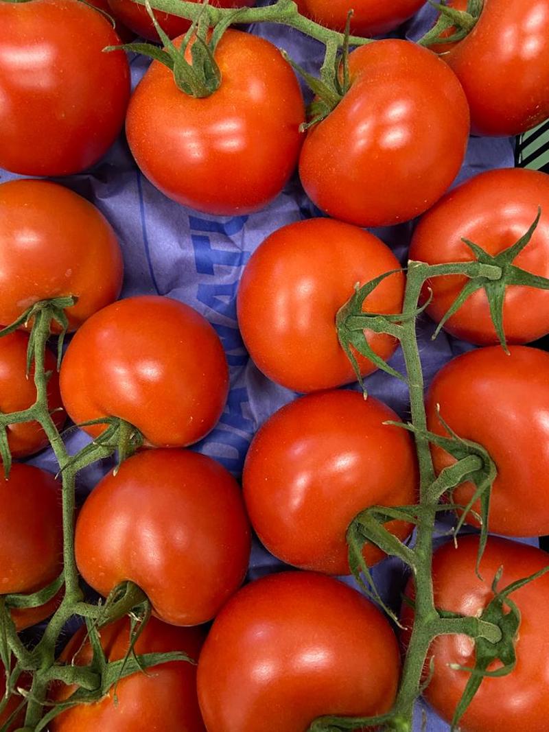 Tomato Daniela – Jover Fruits S.L