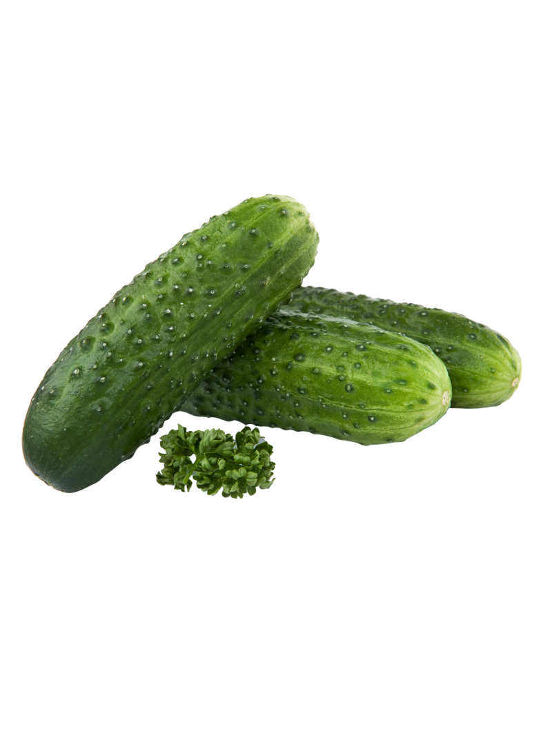 spanish cucumber – Jover Fruits S.L